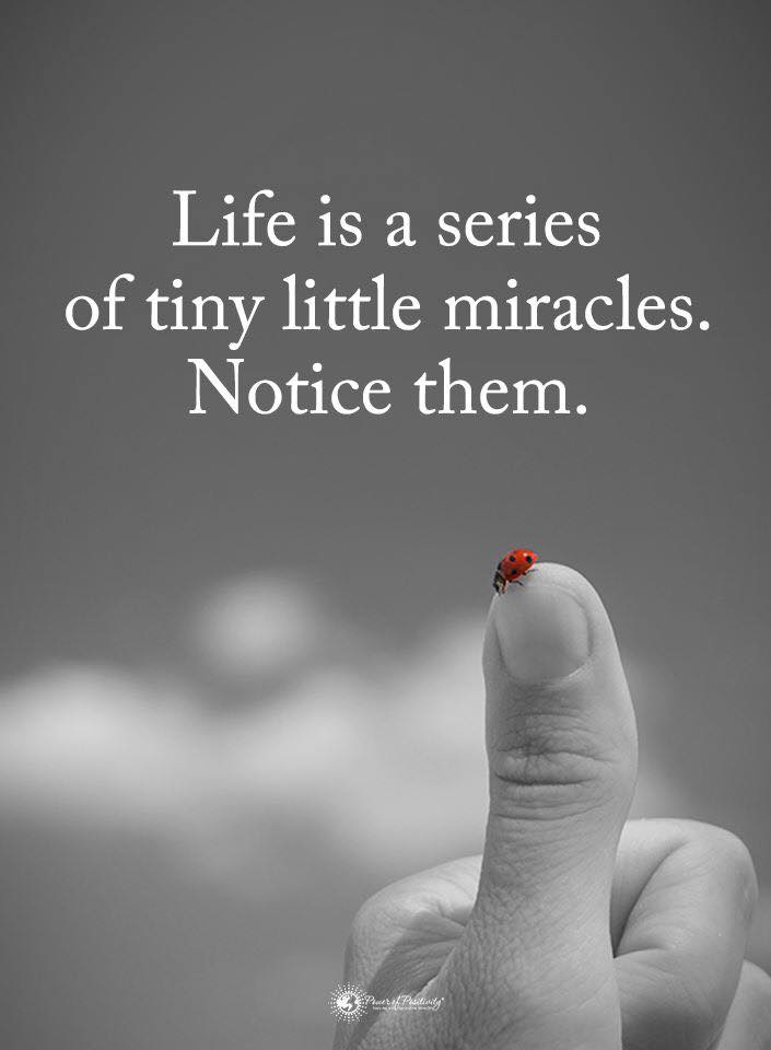Life is a series of tiny miracles. Notice them. – Tamara Kulish